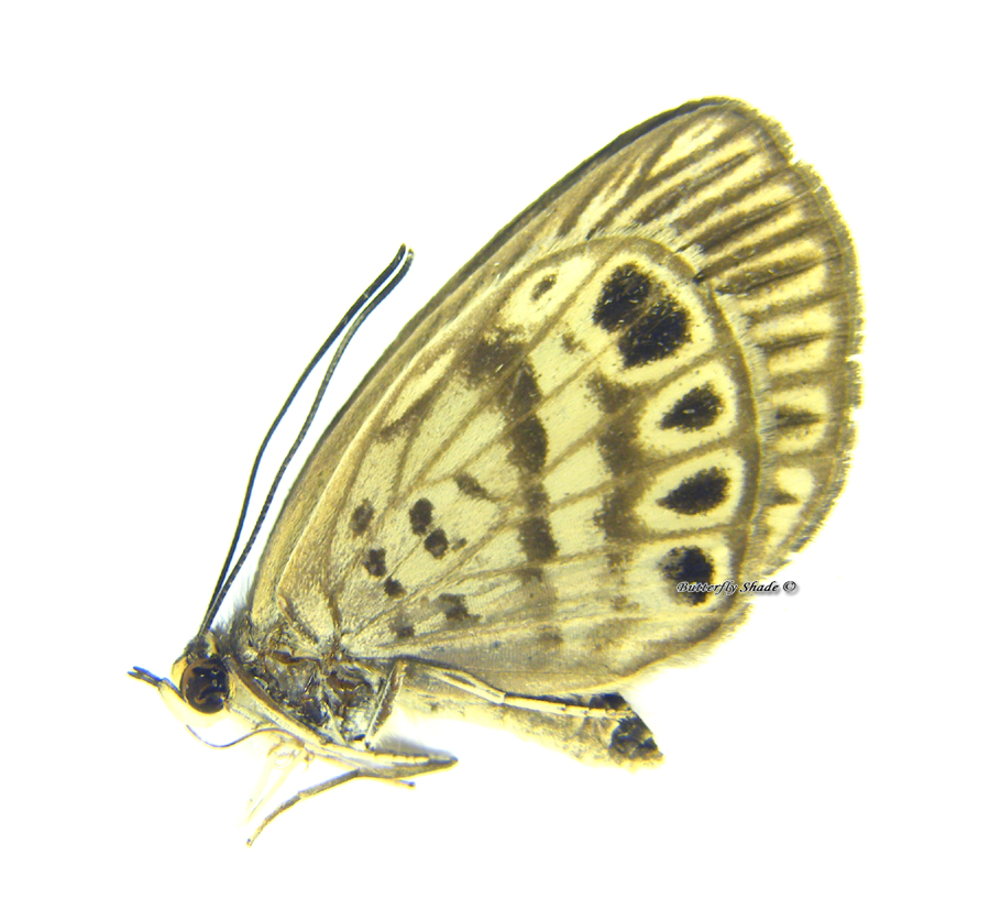 Alesa amesis - Butterfly Shade shop