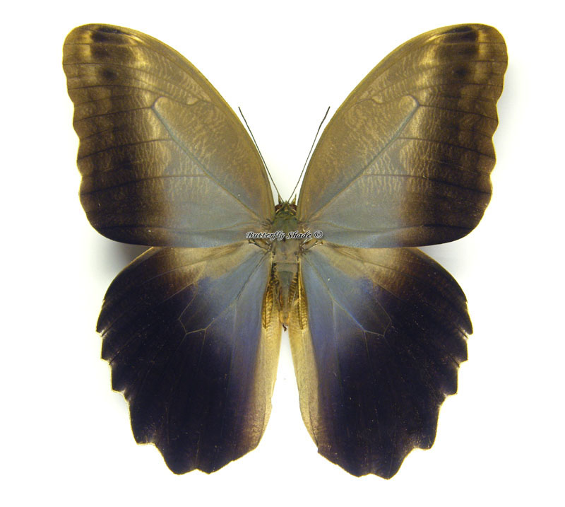 Caligo brasiliensis ssp., 72-74mm - Butterfly Shade shop