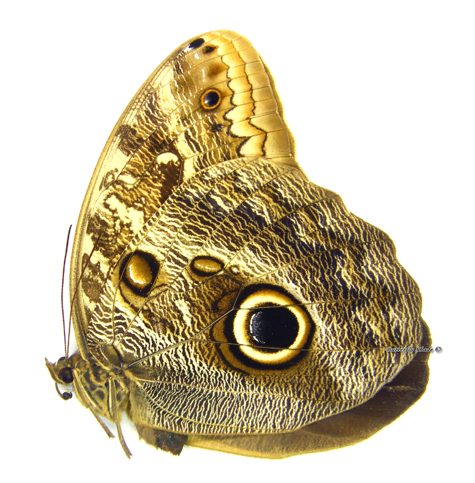 Caligo telamonius ssp., 70-74mm - Butterfly Shade shop