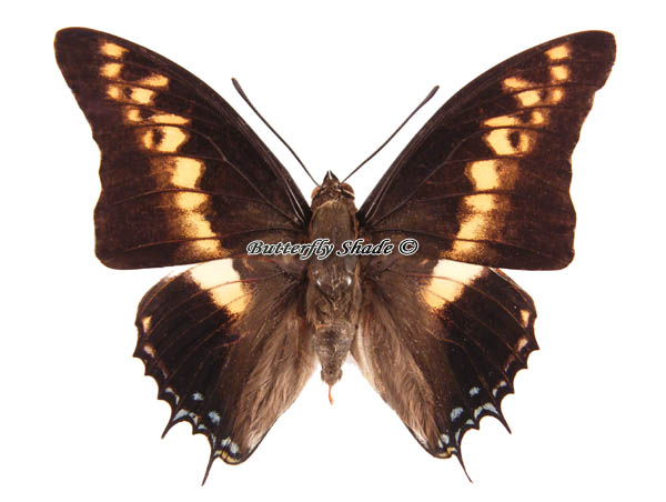 Charaxes castor castor - Butterfly Shade shop