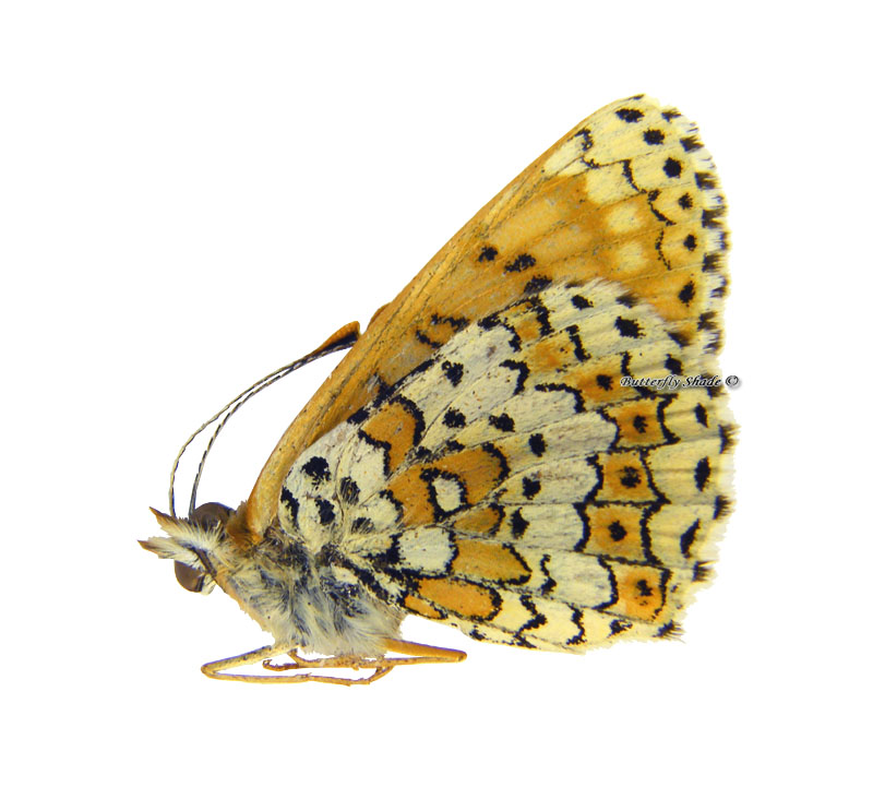 Melitaea cinxia - Butterfly Shade shop