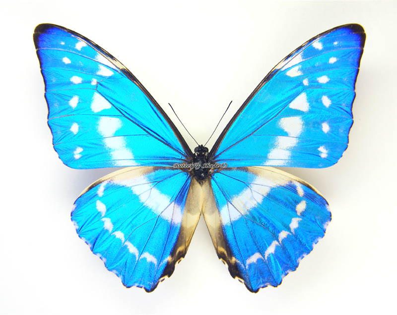 Morpho cypris cypris, 65-68mm - Butterfly Shade shop