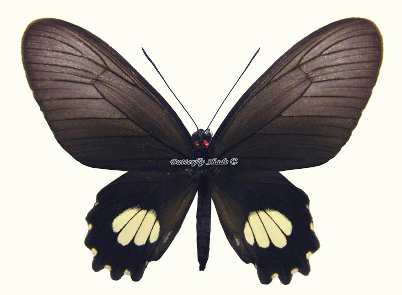 Parides aeneas bolivar - Butterfly Shade shop