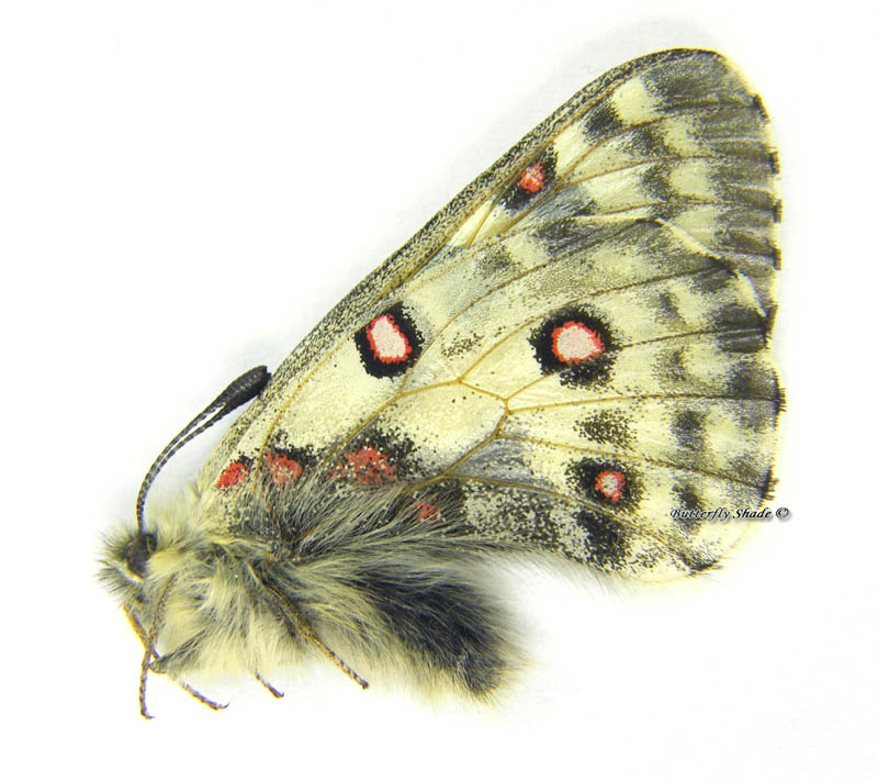 Parnassius actius brutus - Butterfly Shade shop