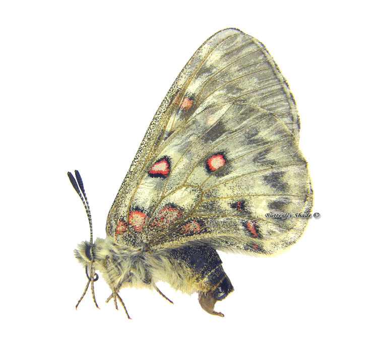 Parnassius jacquemonti rubicundus - Butterfly Shade shop