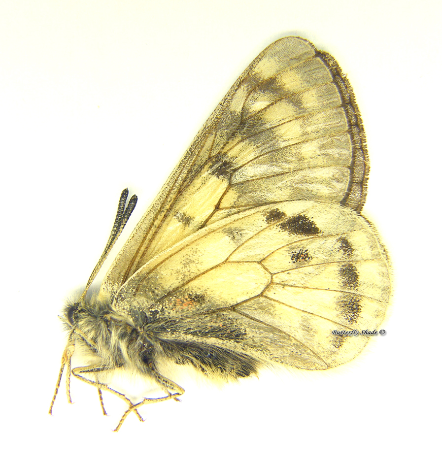 Parnassius simonius grayi, black ocelli - Butterfly Shade shop