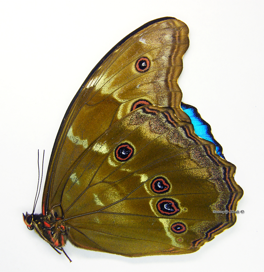 MORPHIDAE - Butterfly Shade shop