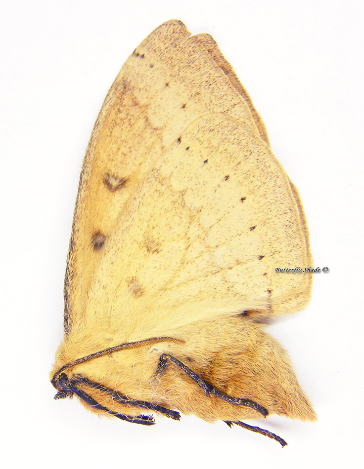 Anthela nicothoe - Butterfly Shade shop