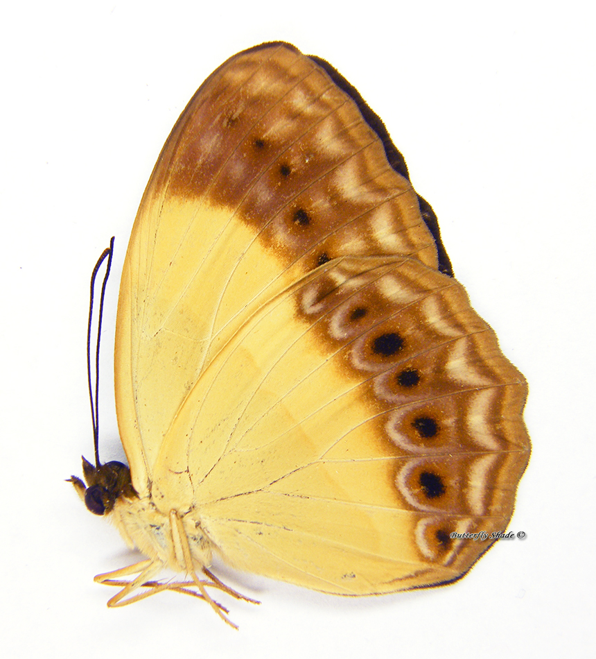 Cupha prosope wallacei - Butterfly Shade shop