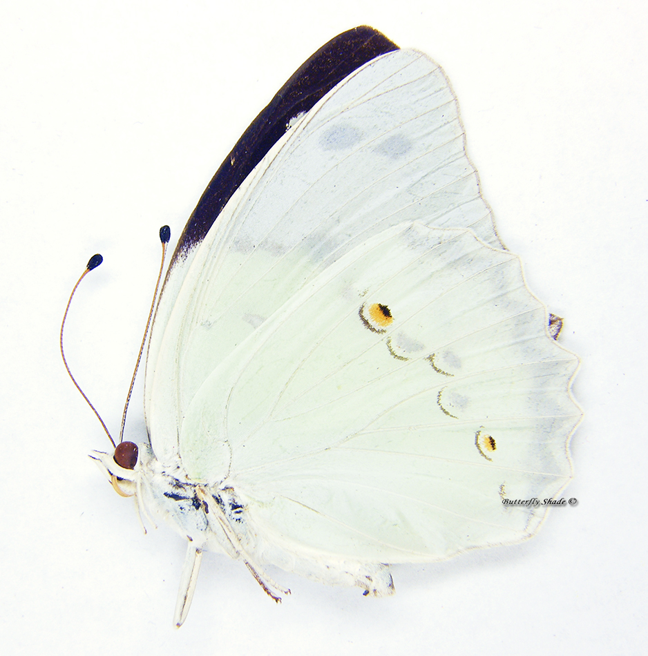Helcyra superba superba - Butterfly Shade shop