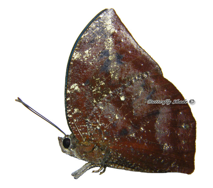 Memphis offa offa - Butterfly Shade shop