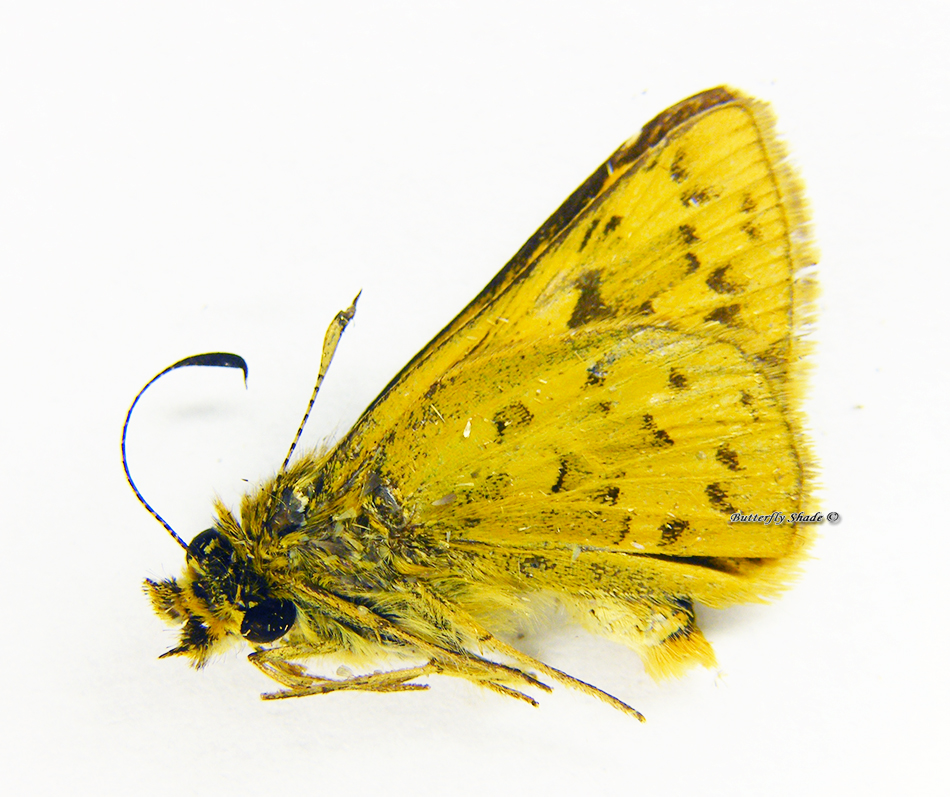 Potanthus sp. - Butterfly Shade shop