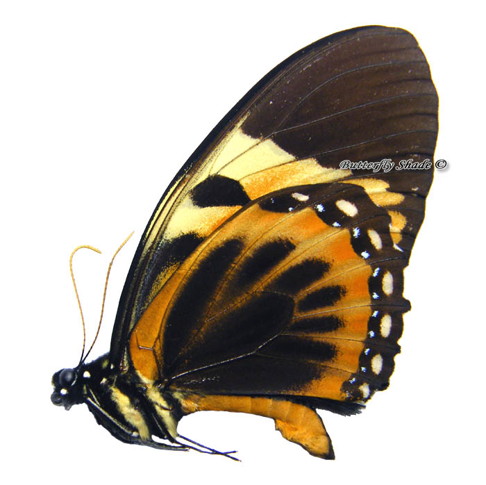 New arrivals - Butterfly Shade shop