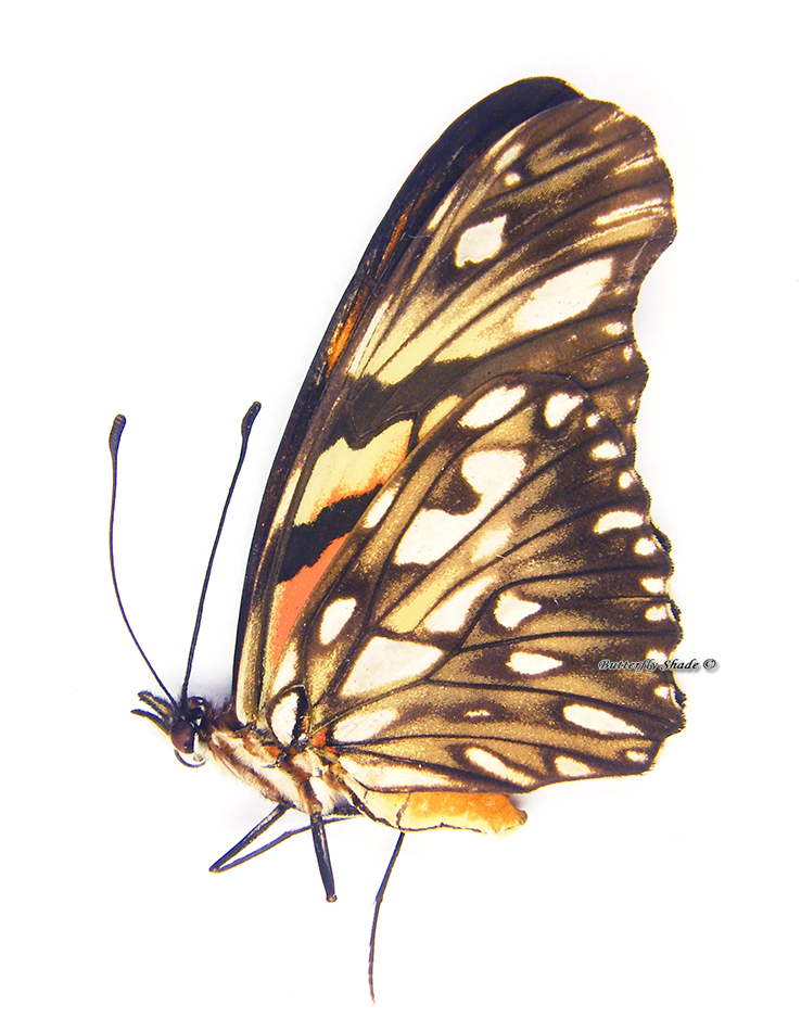 Dione juno juno - Butterfly Shade shop