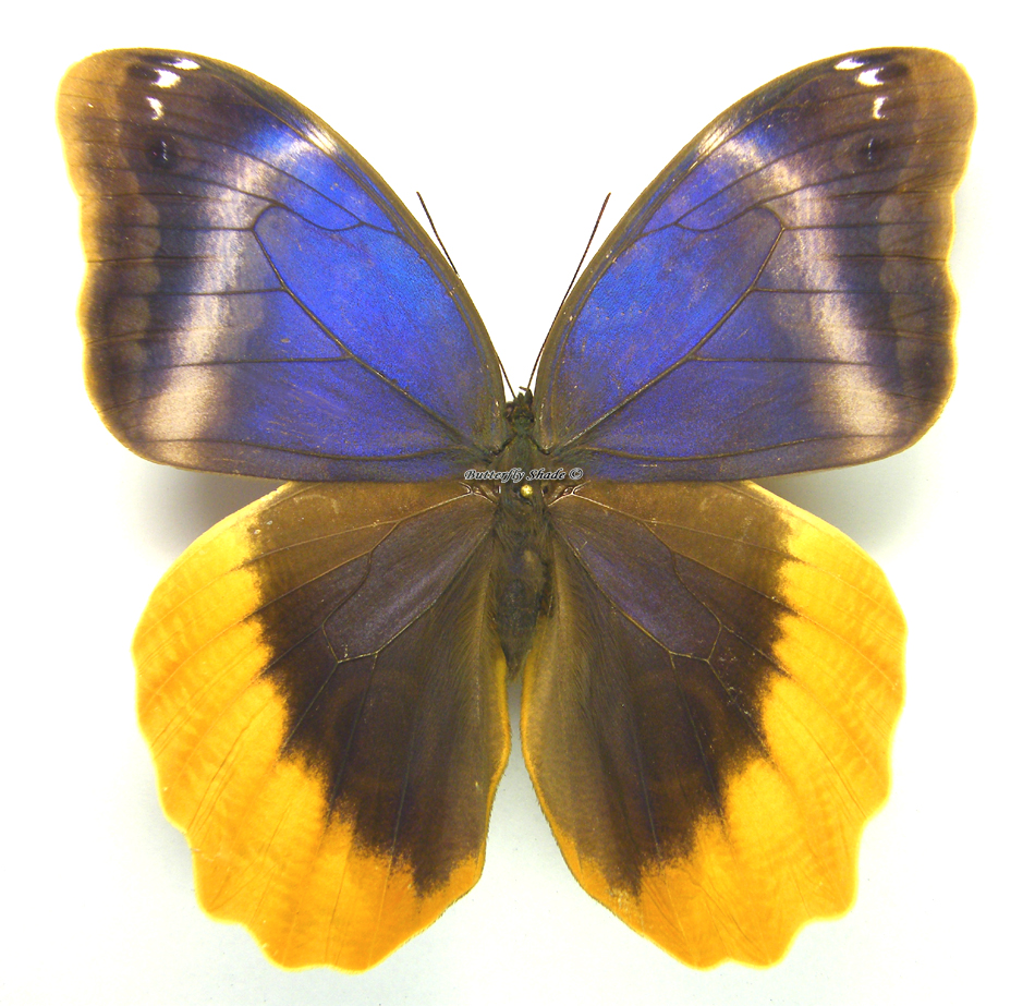 Caligo uranus, 71-74mm - Butterfly Shade shop