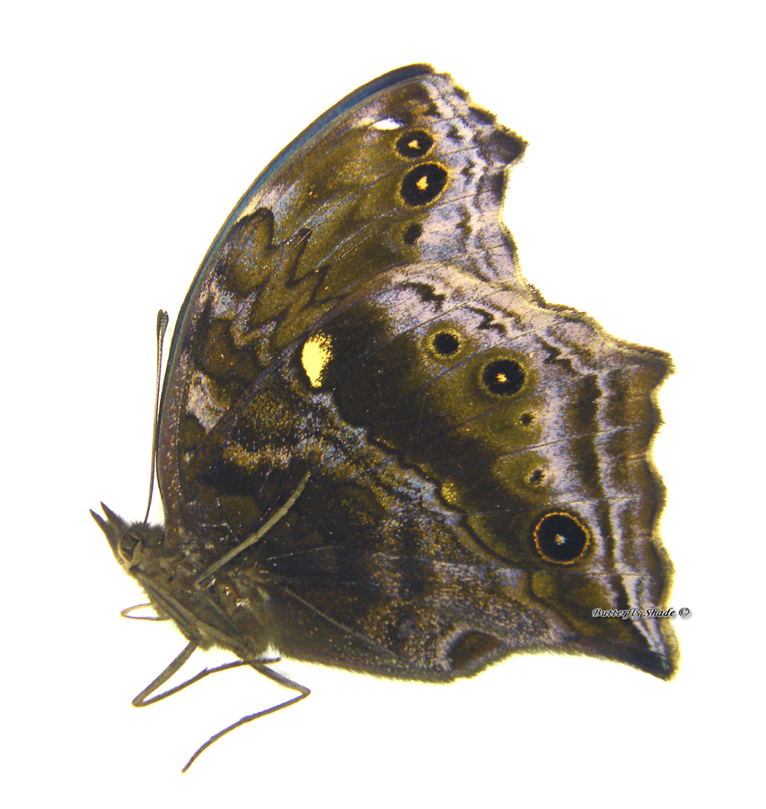 Salamis temora temora - Butterfly Shade shop