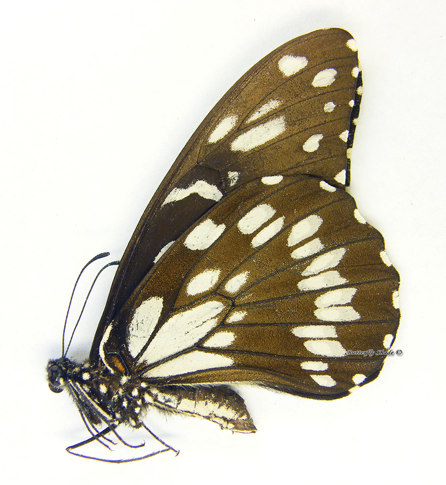 Papilio rex schultzei - Butterfly Shade shop