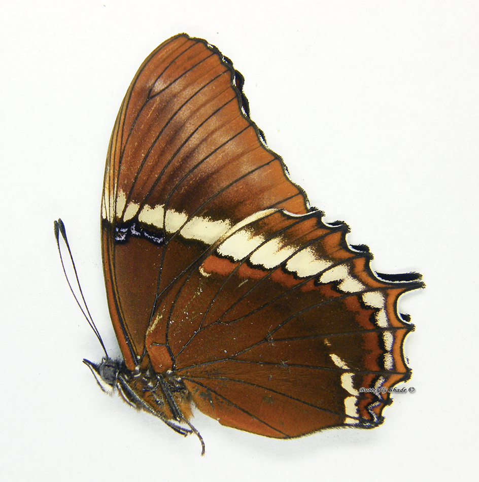 Siproeta epaphus epaphus - Butterfly Shade shop