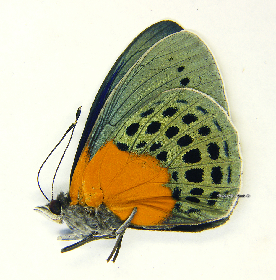 Asterope degandii degandii - Butterfly Shade shop