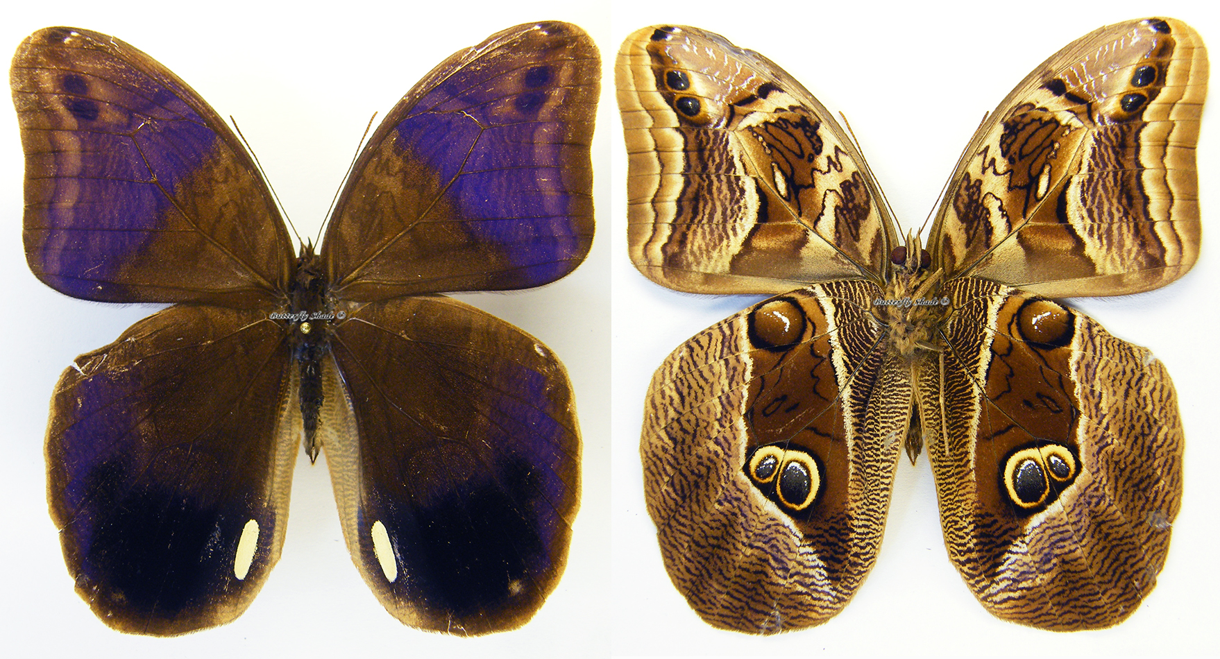 Eryphanis aesacus, M3 - Butterfly Shade shop
