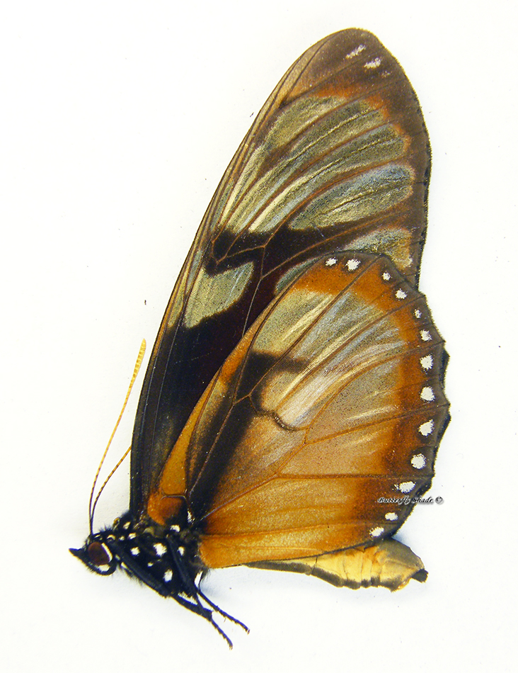 Lycorea ilione ssp. form2 - Butterfly Shade shop